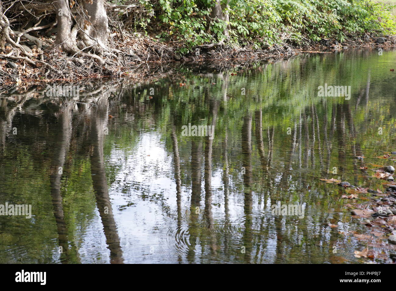 tree roots near body of water Stock Photo - Alamy