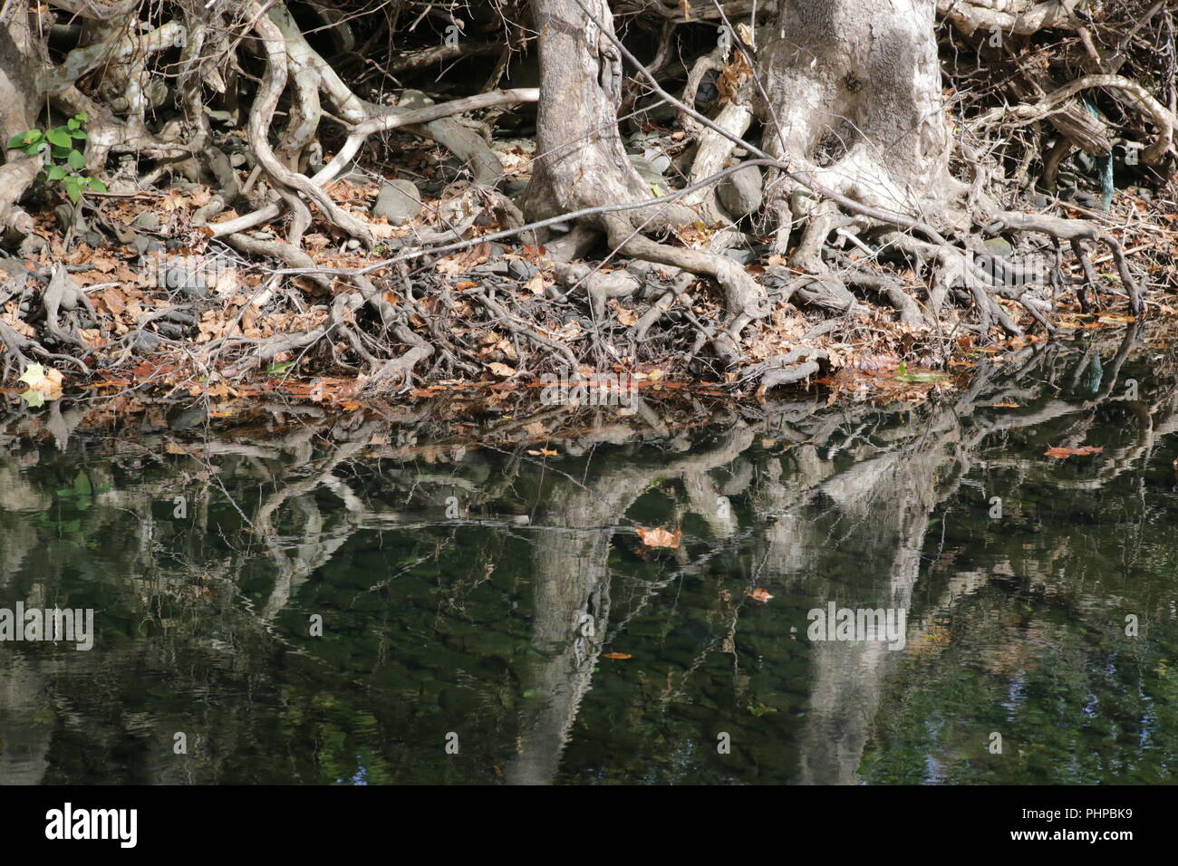 Birch tree root hi-res stock photography and images - Alamy