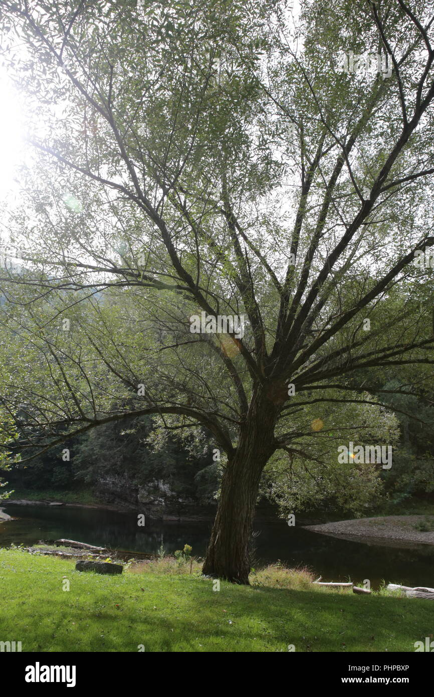 tree in rural area Stock Photo - Alamy