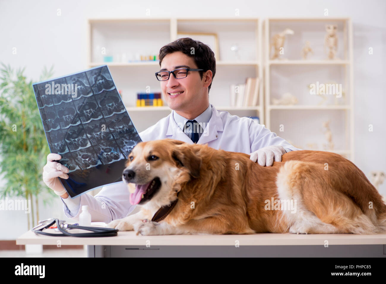 Doctor examining golden retriever dog in vet clinic Stock Photo - Alamy