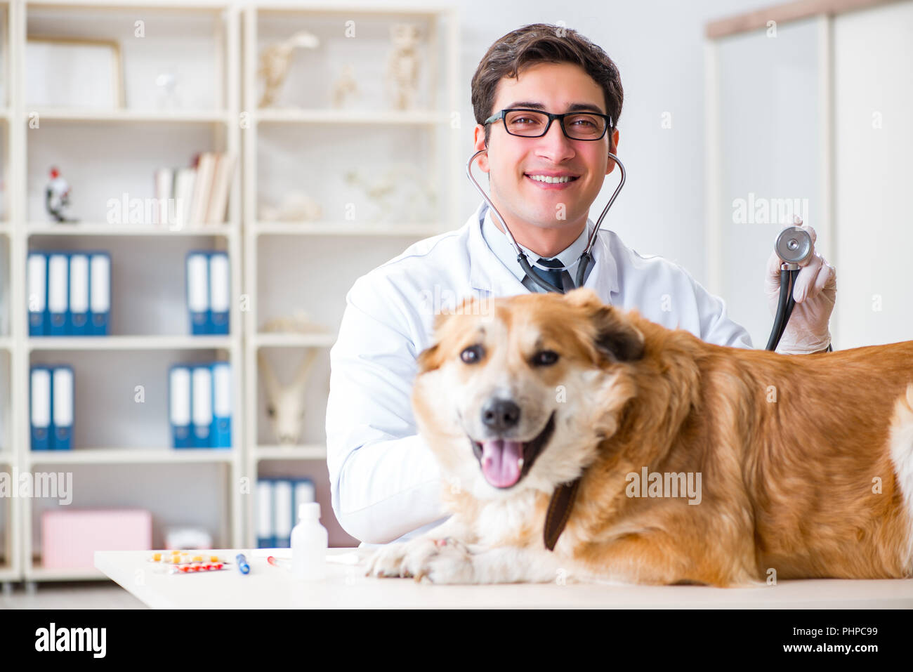Doctor examining golden retriever dog in vet clinic Stock Photo - Alamy