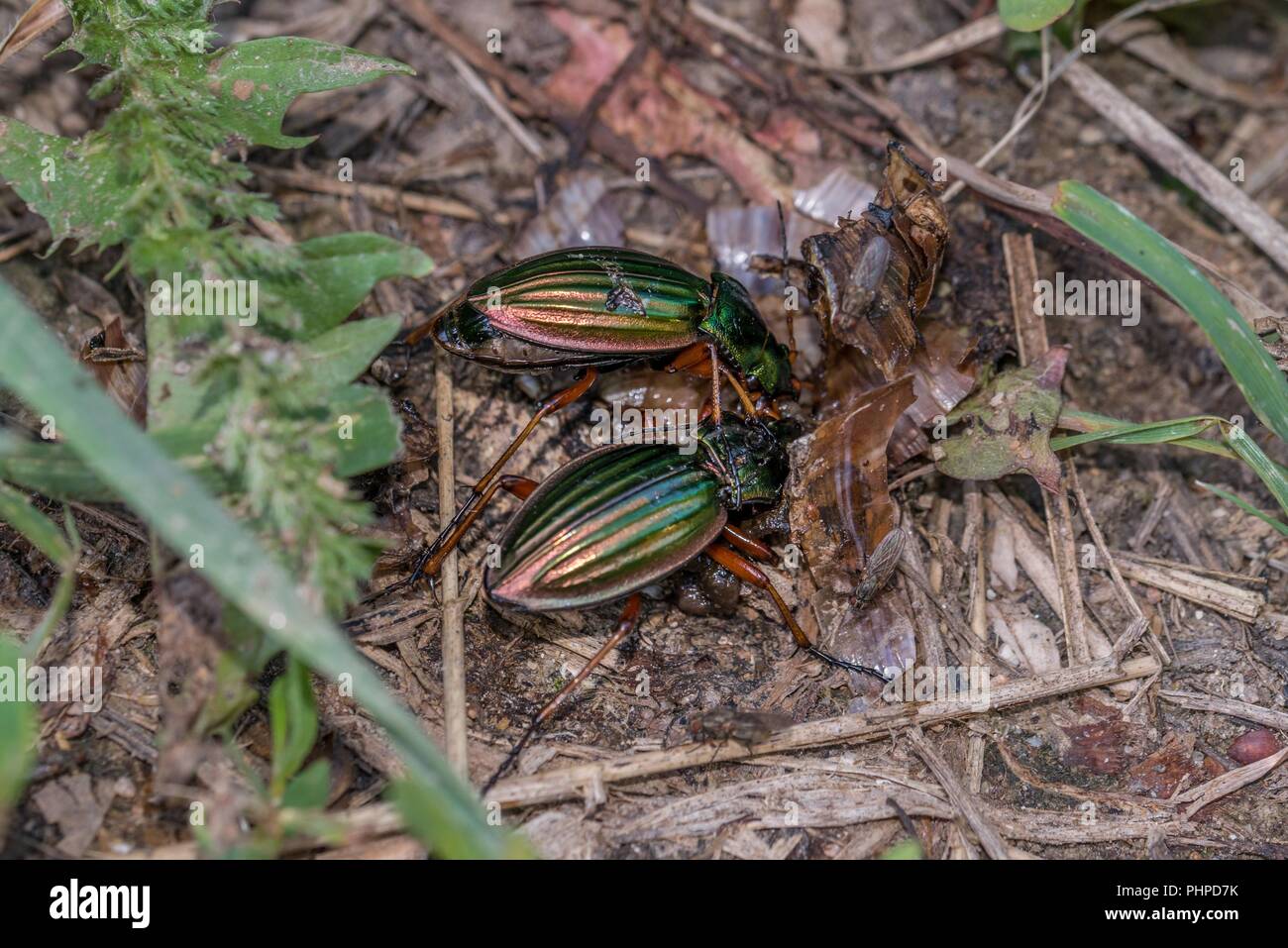 Ground beetles hi-res stock photography and images - Alamy