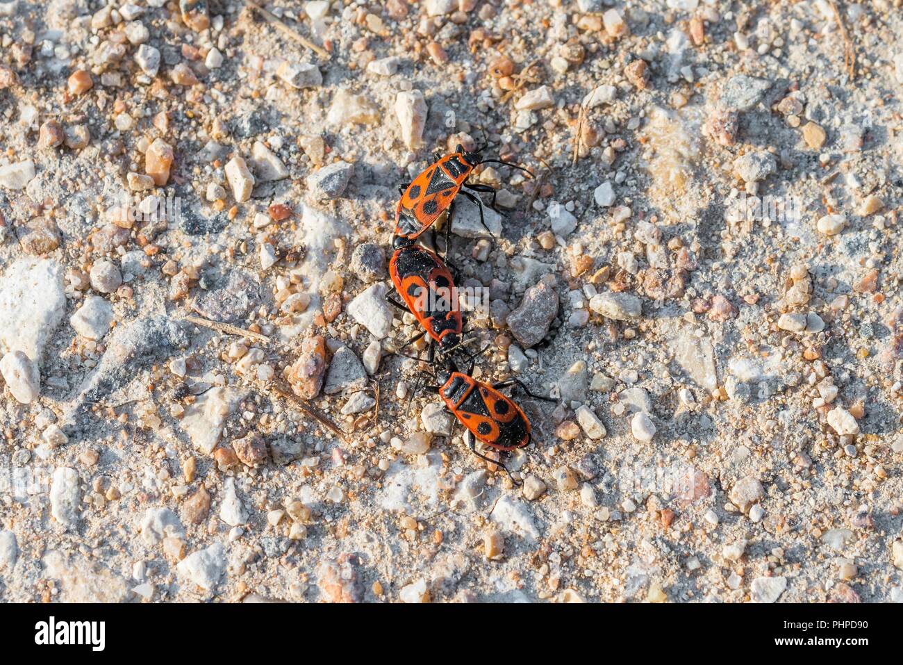 Fire bugs on a dirt road Stock Photo - Alamy