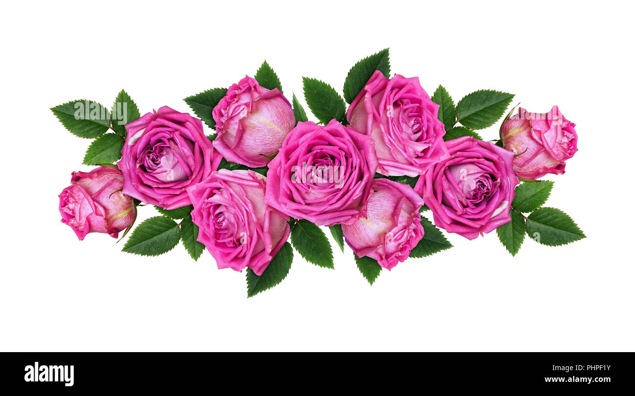 Pink rose flowers in a line floral arrangement isolated on white Stock ...