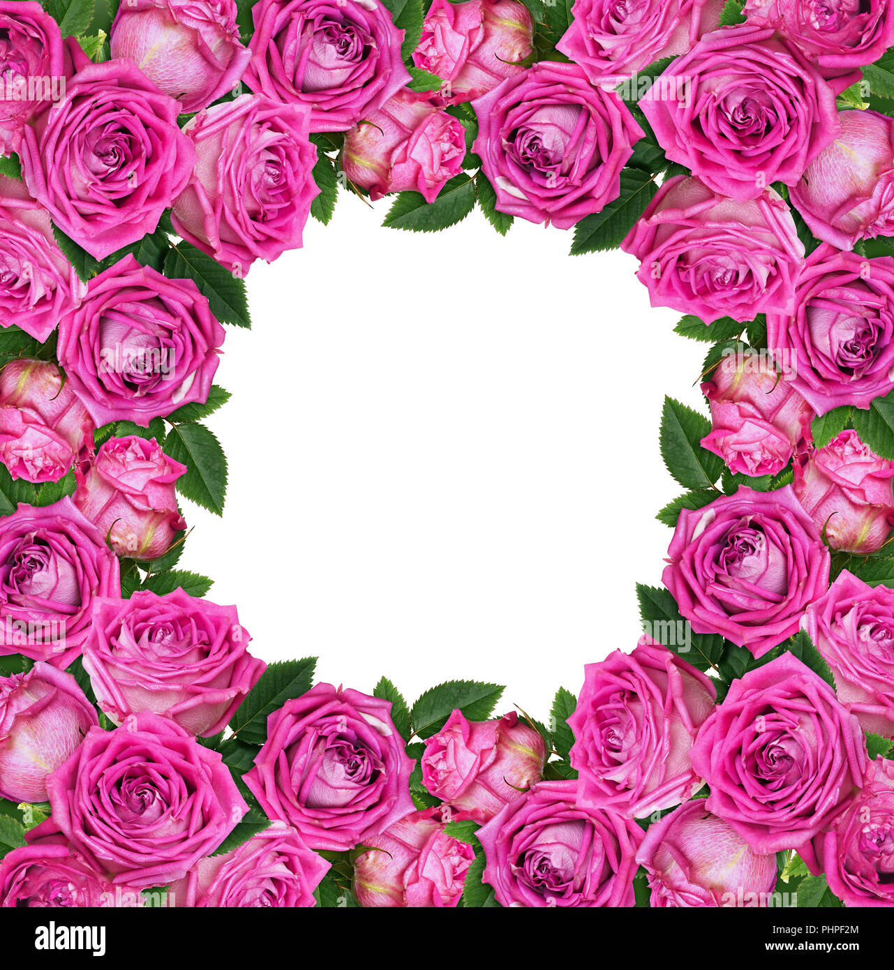 Pink rose flowers in a square floral frame isolated on white background ...
