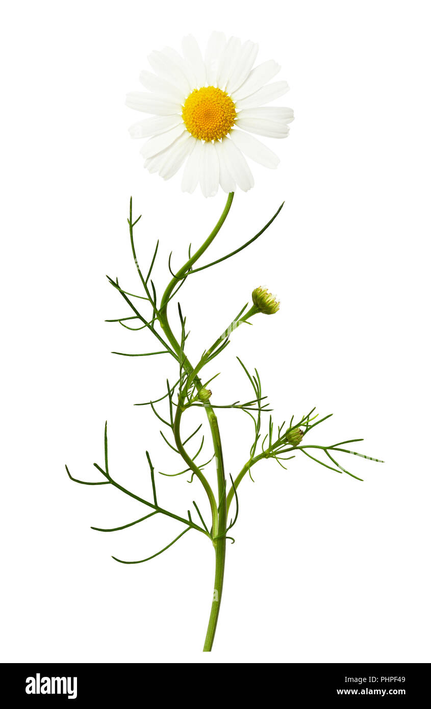 Daisy flower and buds isolated on white Stock Photo - Alamy
