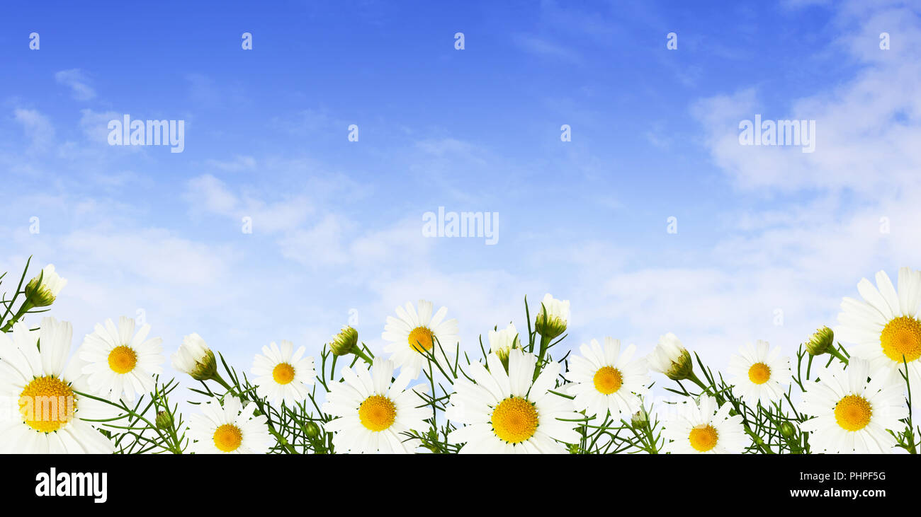 Daisy flowers and buds in a border arrangement on sky background Stock ...