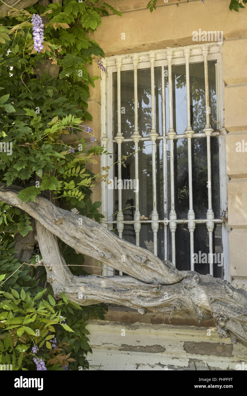 Tree that has grown sticking to the bars of a window Stock Photo - Alamy