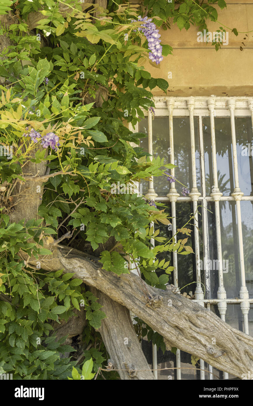 Tree that has grown sticking to the bars of a window Stock Photo - Alamy