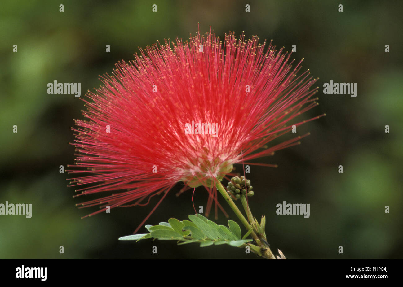 Calliandras hi-res stock photography and images - Alamy