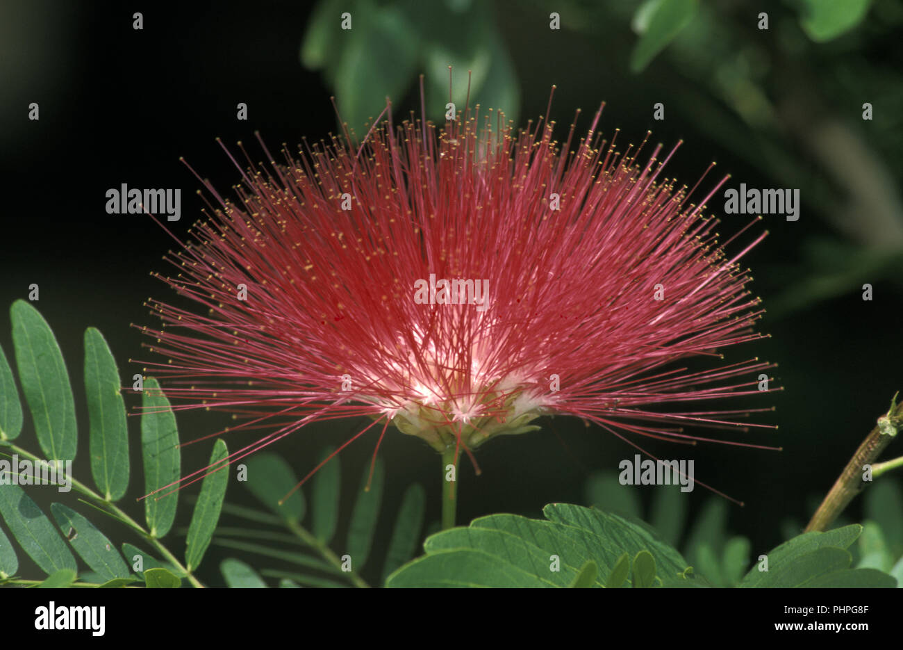Fairy duster hi-res stock photography and images - Alamy