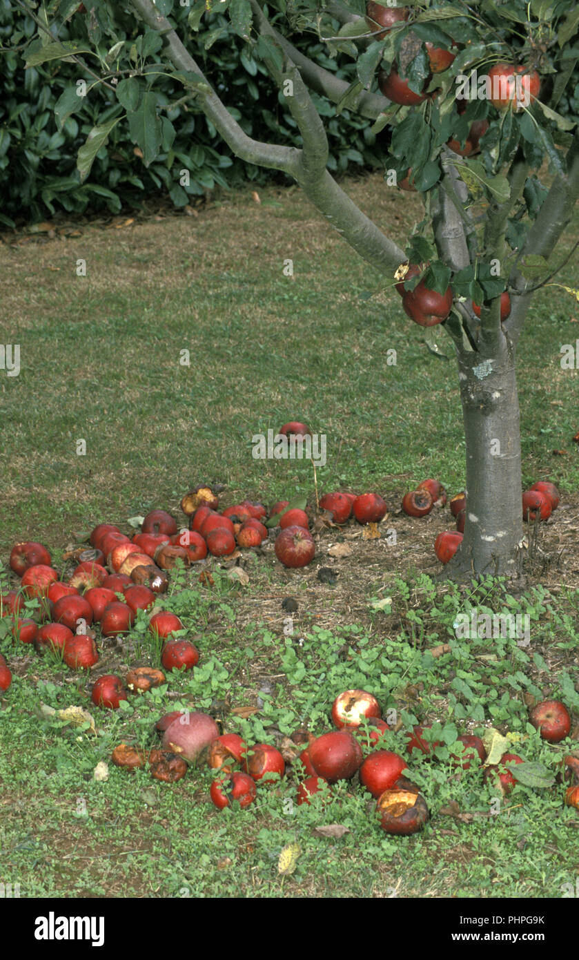 Fallen apples left to rot on the ground Stock Photo - Alamy