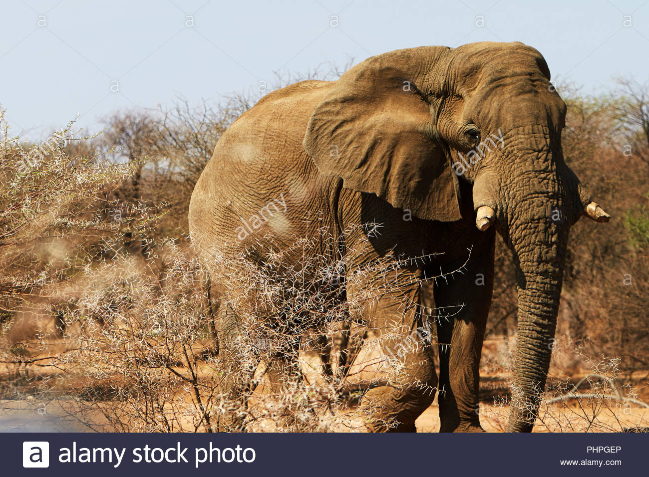 African Elephant High Resolution Stock Photography and Images - Alamy