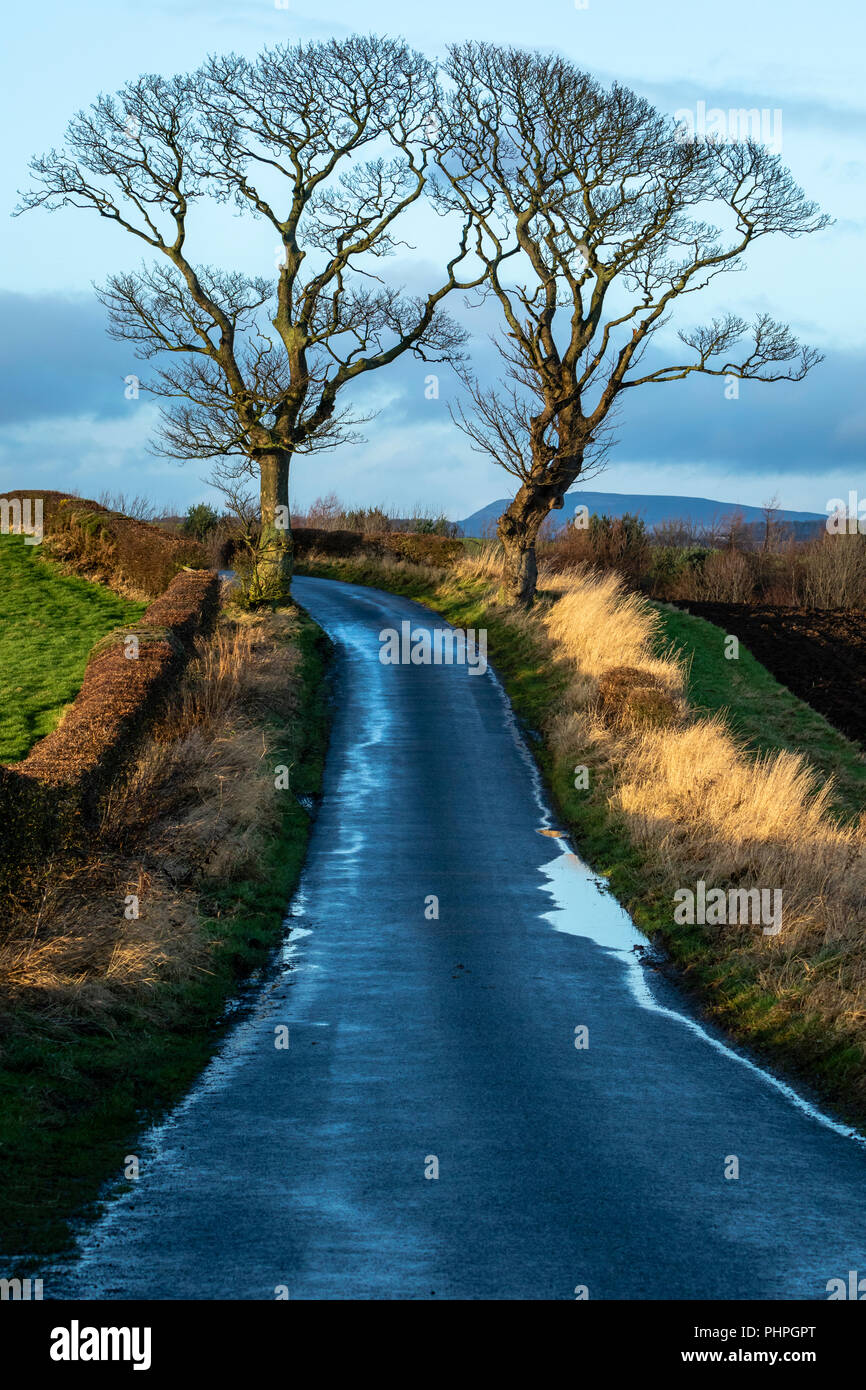 Kissing trees over road hi-res stock photography and images - Alamy
