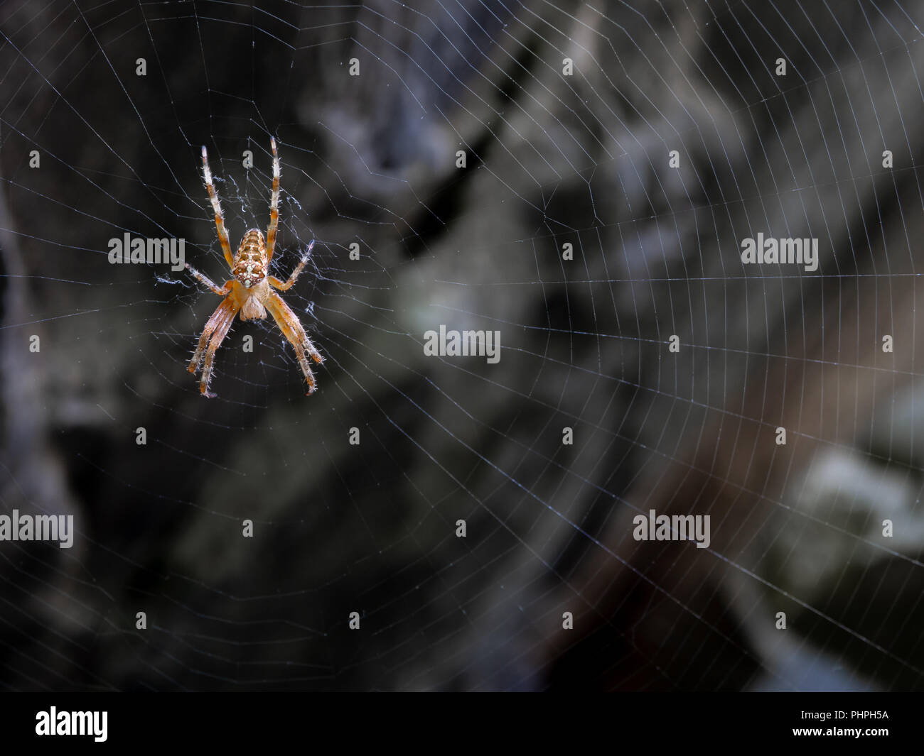 Spider and its spider web waiting for a prey Stock Photo - Alamy