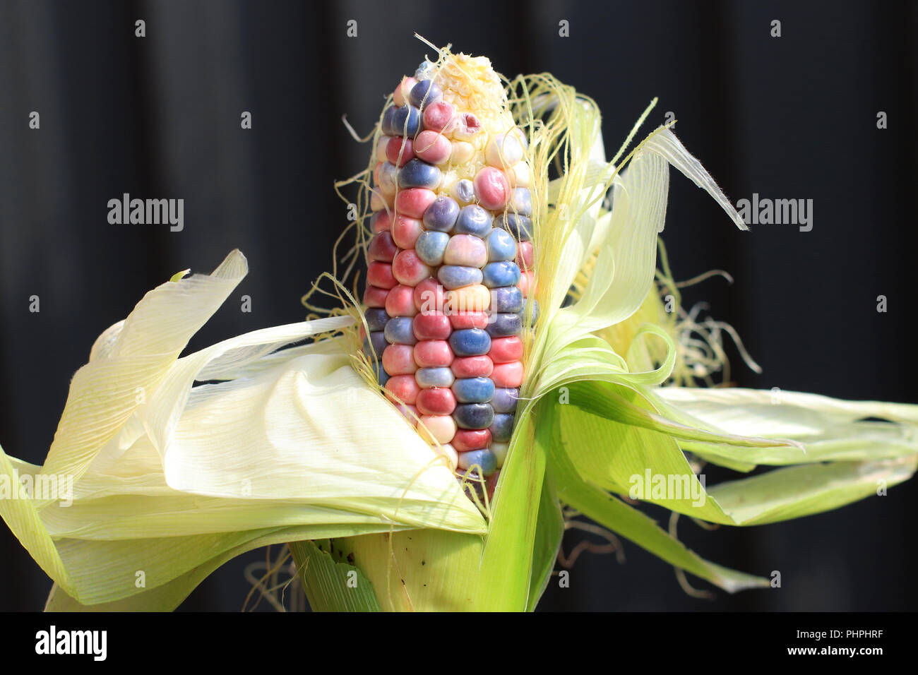 Heirloom corn hi-res stock photography and images - Alamy