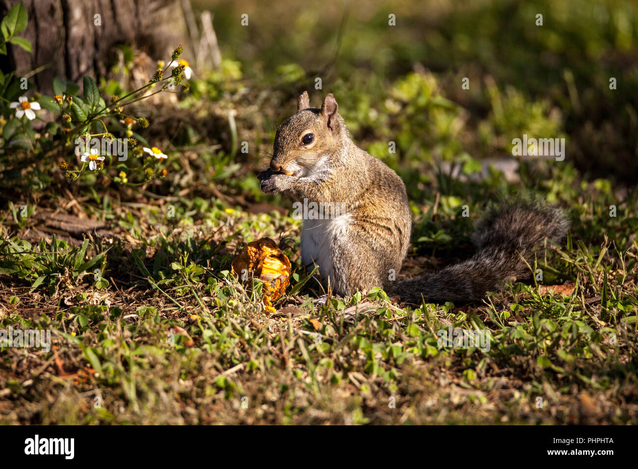 Shermans squirrel hi-res stock photography and images - Alamy