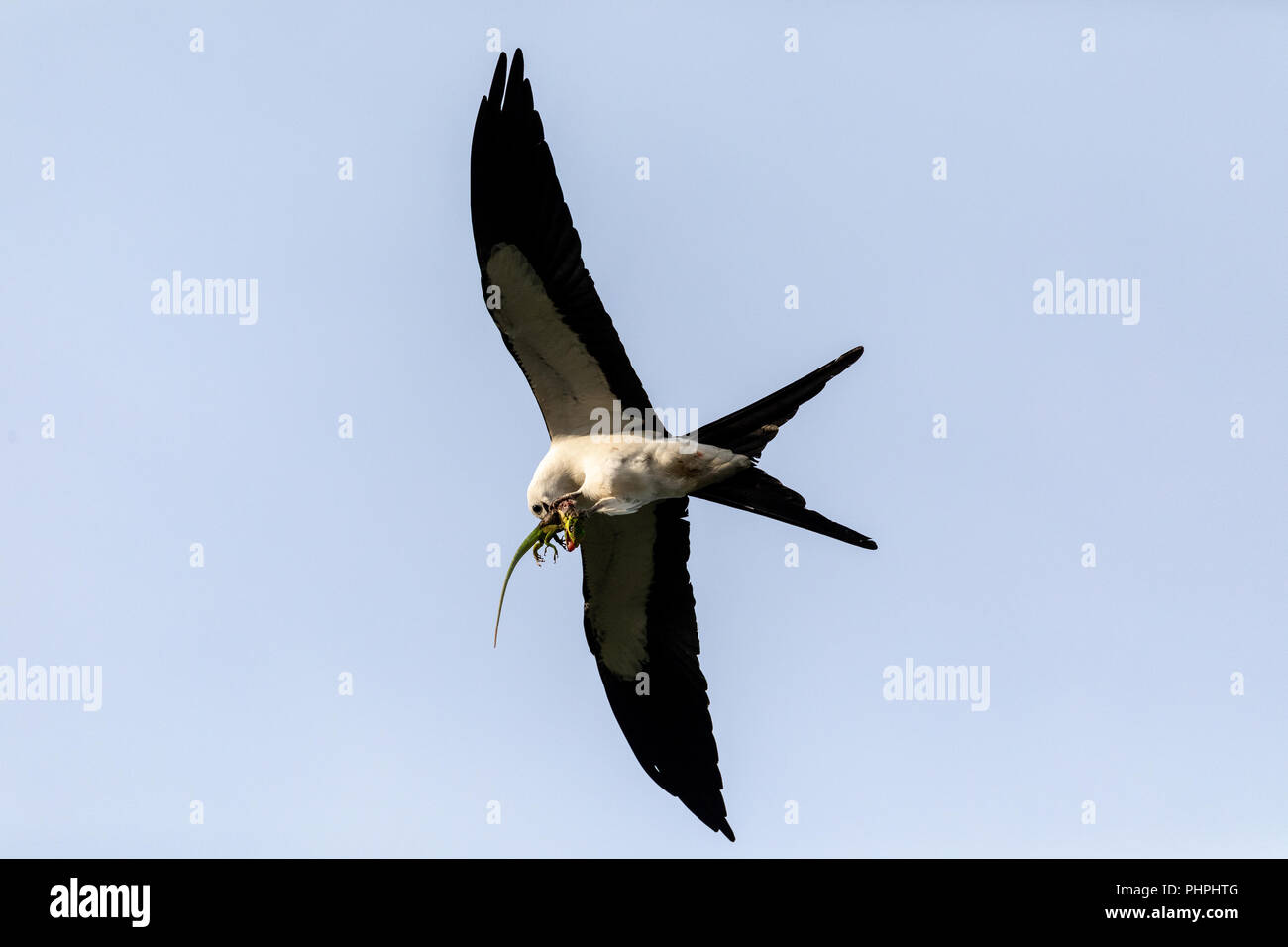Flying swallow-tailed kite Elanoides forficatus with a Cuban knight ...