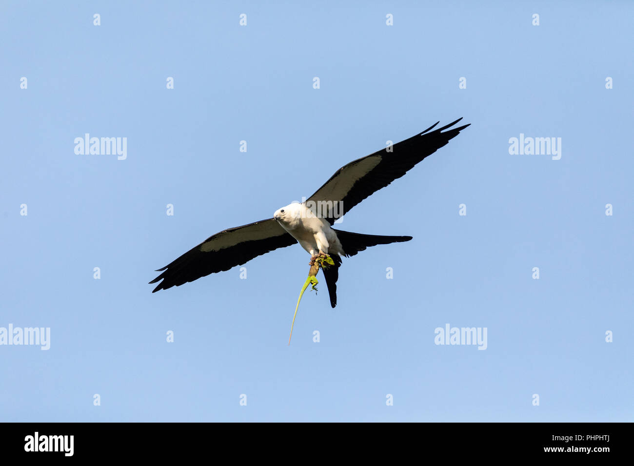 Flying swallow-tailed kite Elanoides forficatus with a Cuban knight ...
