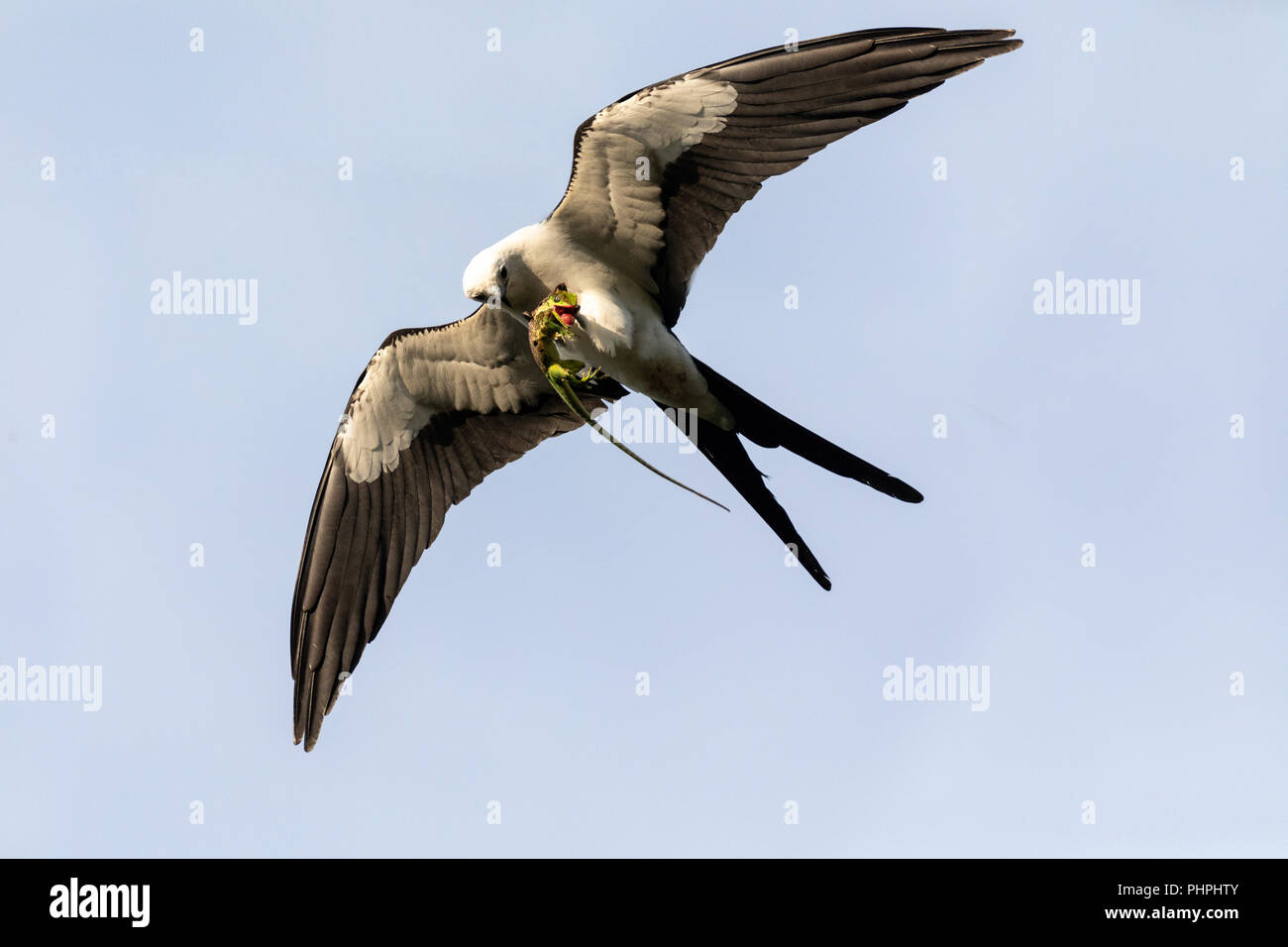 Flying swallow-tailed kite Elanoides forficatus with a Cuban knight ...