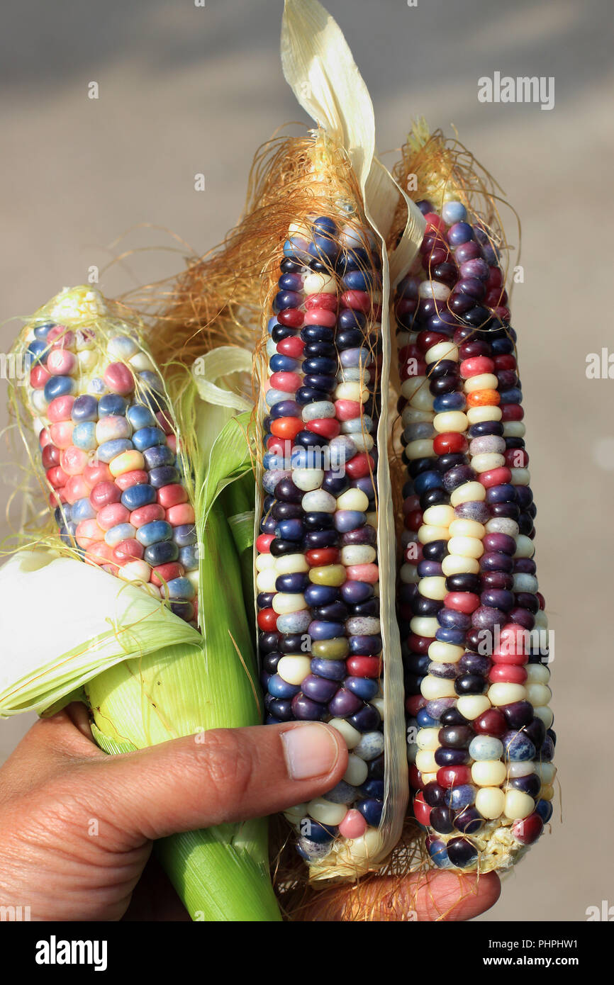 Heirloom Corn High Resolution Stock Photography and Images - Alamy