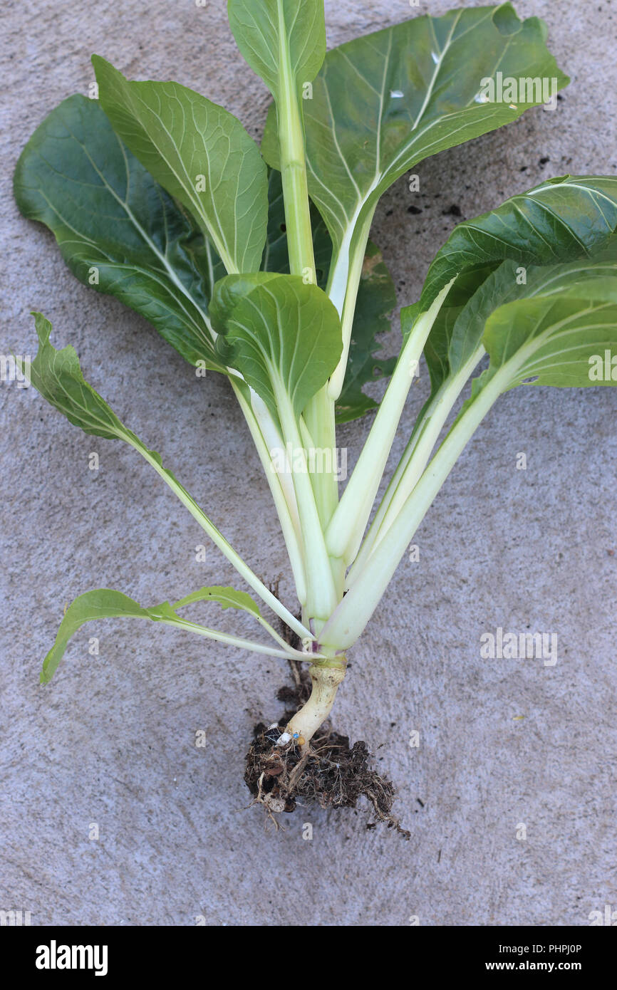 Close up of homegrown bok choy or pak choi Stock Photo - Alamy