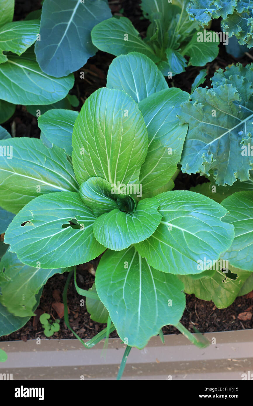 Pak choi or chinese mustard cabbage hi-res stock photography and images ...