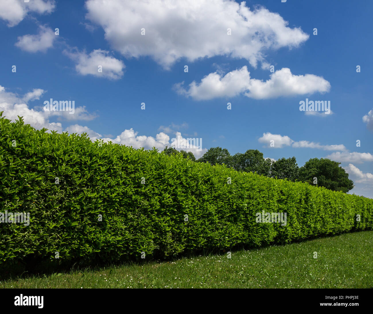Hedge against the sky Stock Photo - Alamy