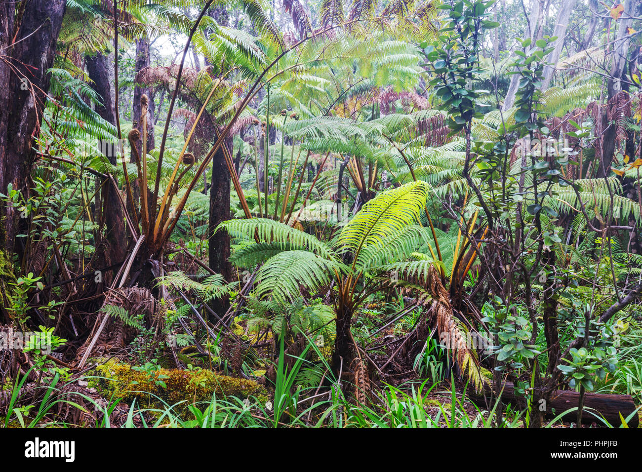 Tall beautiful tree fern hi-res stock photography and images - Alamy