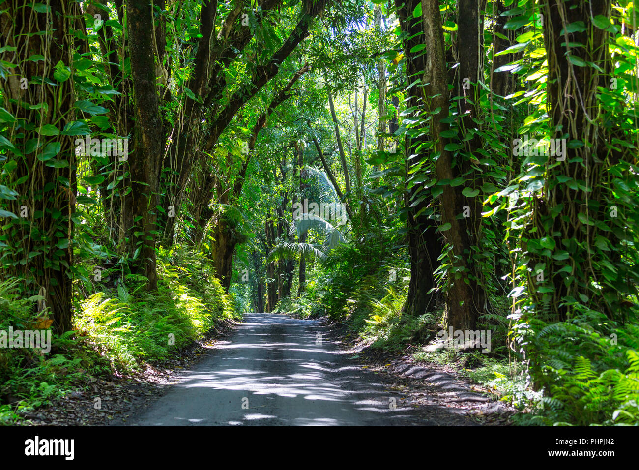 Road in jungle Stock Photo - Alamy