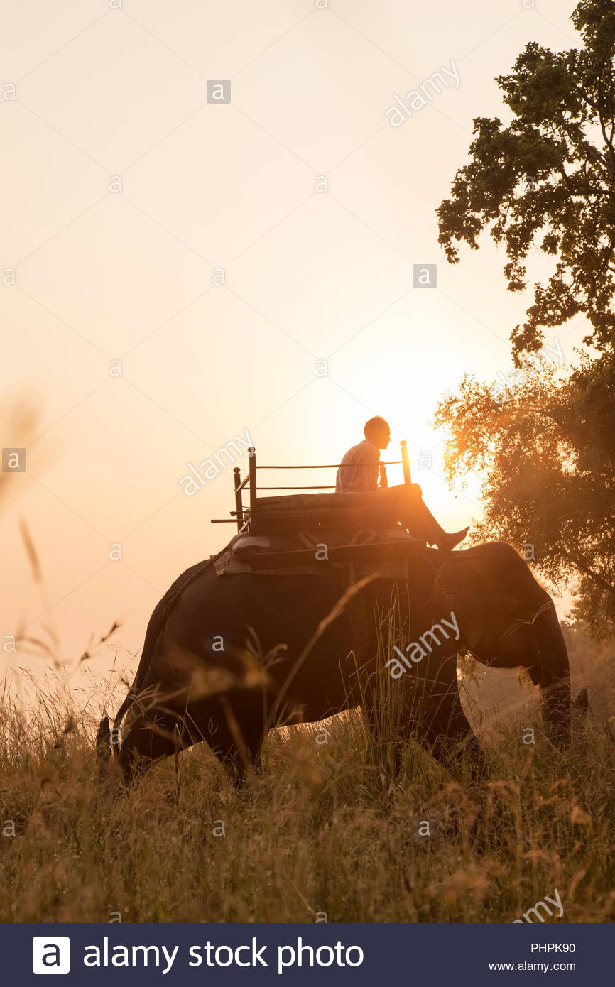 Person Riding An Elephant High Resolution Stock Photography and Images ...