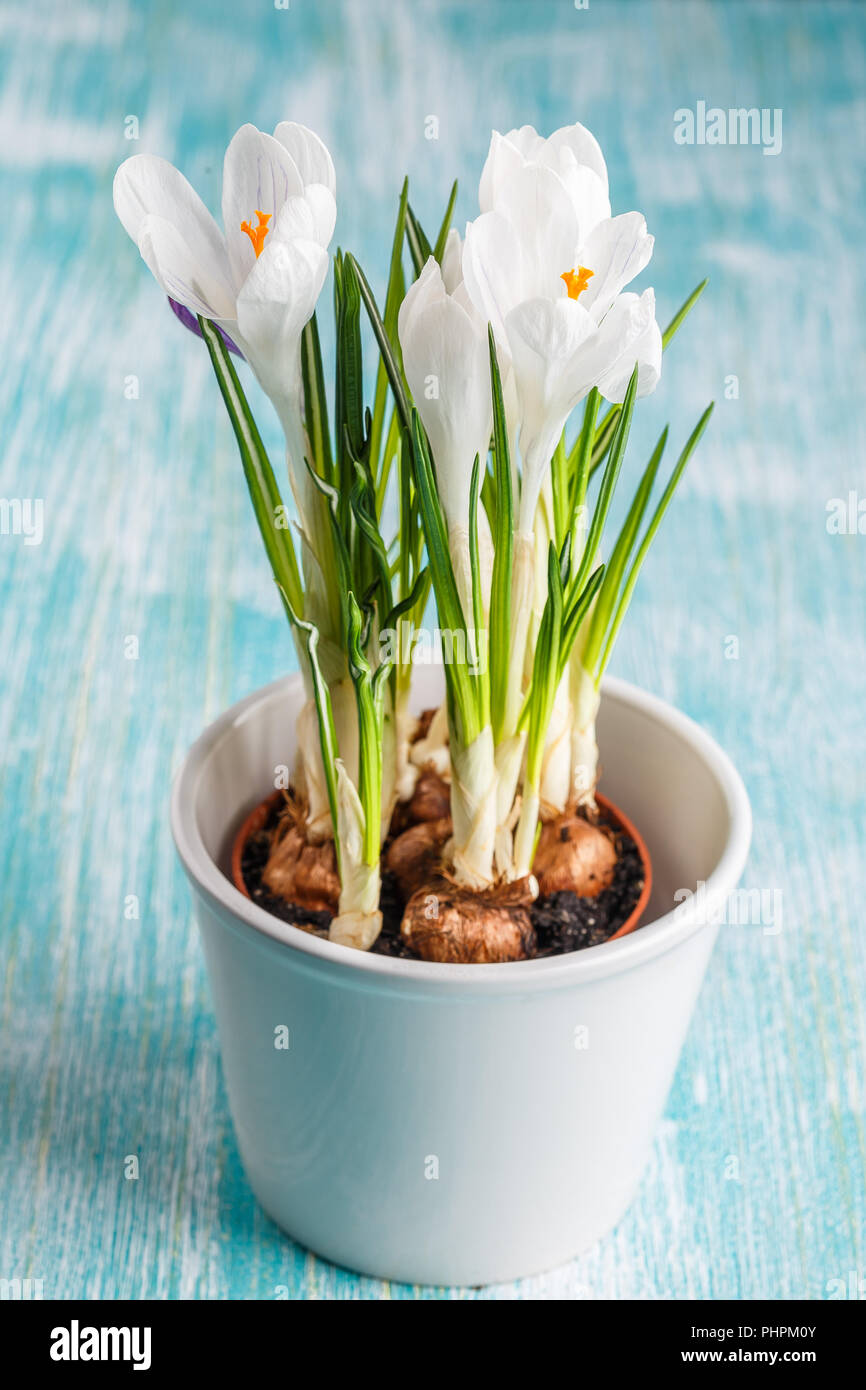 Crocus flowers in the white pot Stock Photo - Alamy