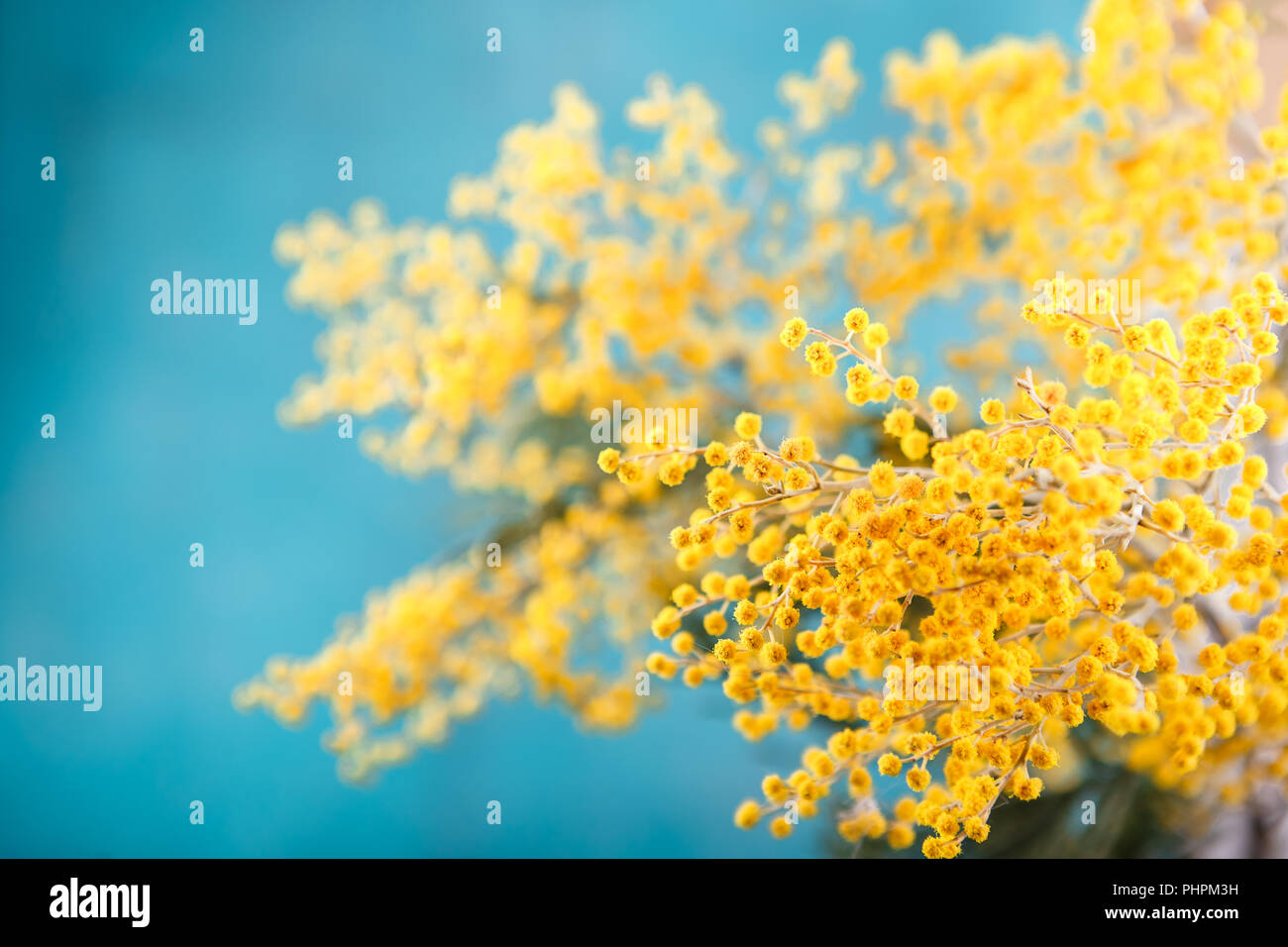 Mimosa in jar on table Stock Photo - Alamy