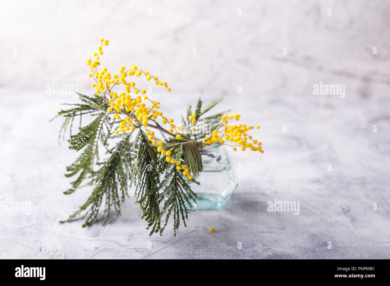 Mimosa in jar on table Stock Photo - Alamy