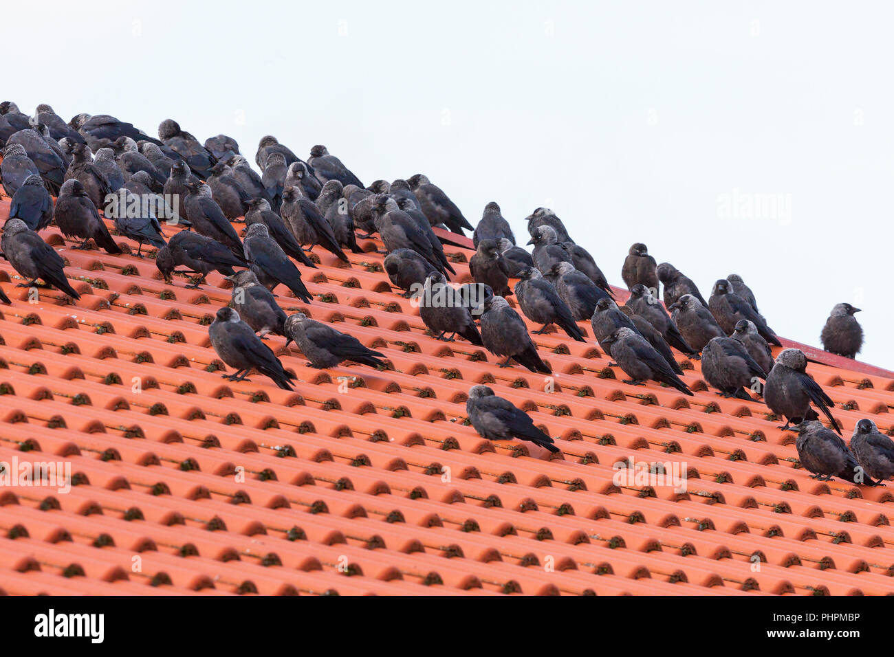 Many flock to sit hi-res stock photography and images - Alamy