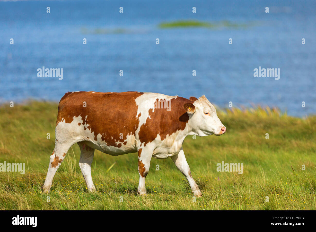 Alone Cow walking on the beach meadow by the lake Stock Photo - Alamy