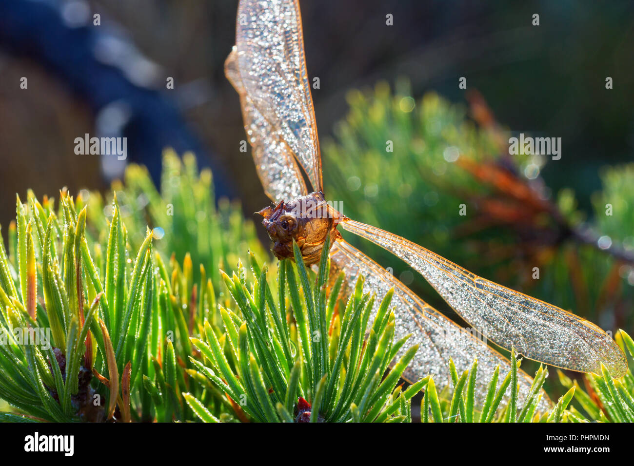 Dead dragonfly hi-res stock photography and images - Alamy