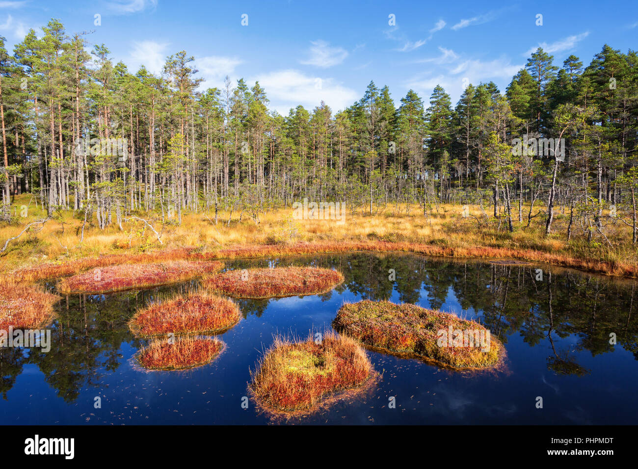 Bog lake in forests in autumn Stock Photo - Alamy