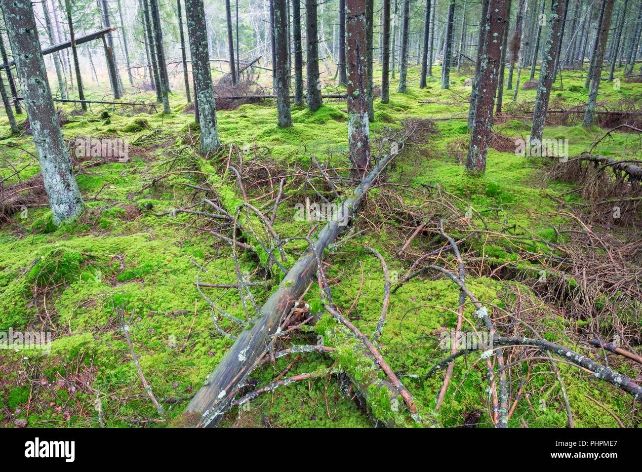 Coniferous old ancient evergreen tree hi-res stock photography and ...