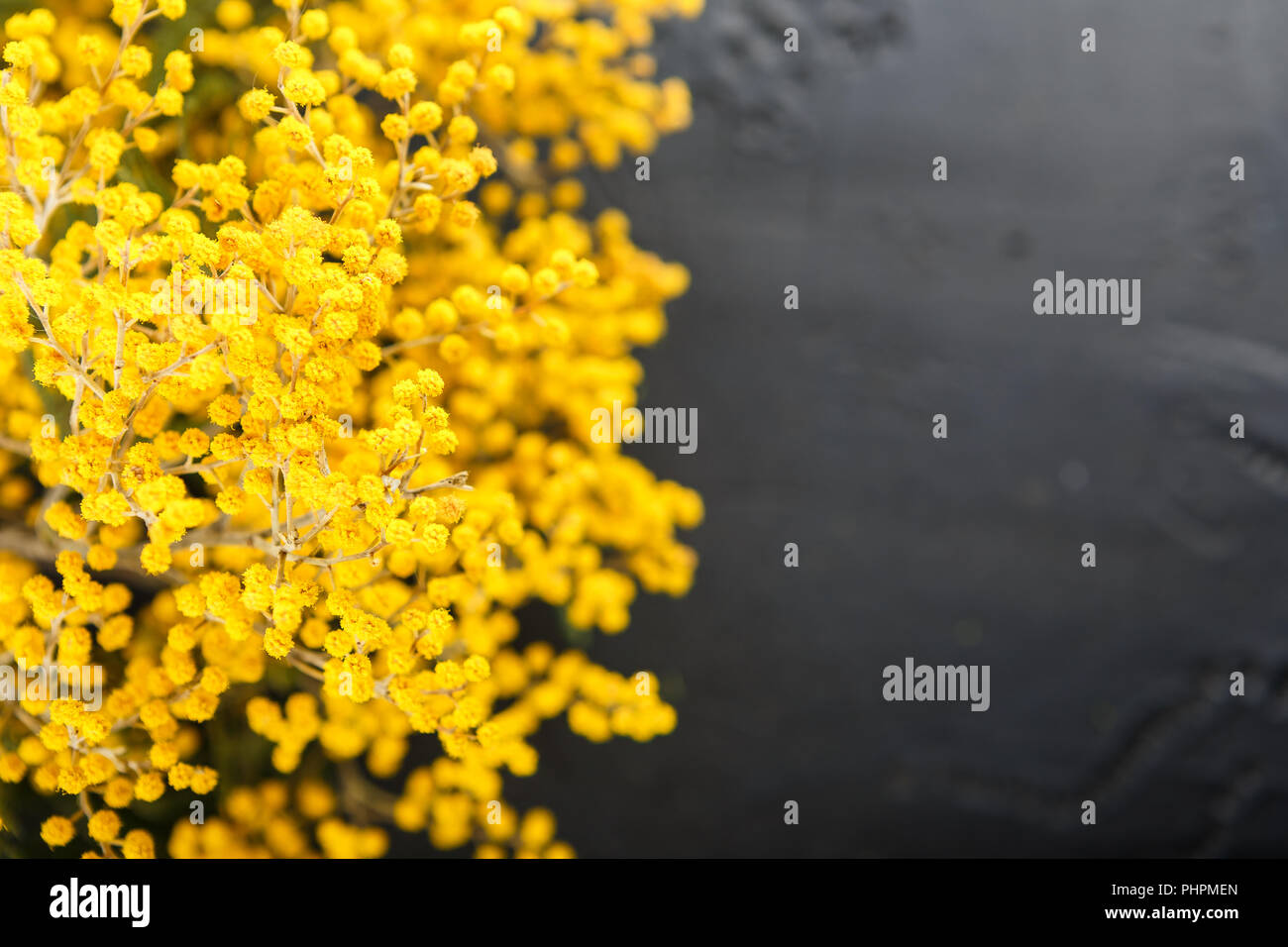 Fluffy mimosa hi-res stock photography and images - Alamy