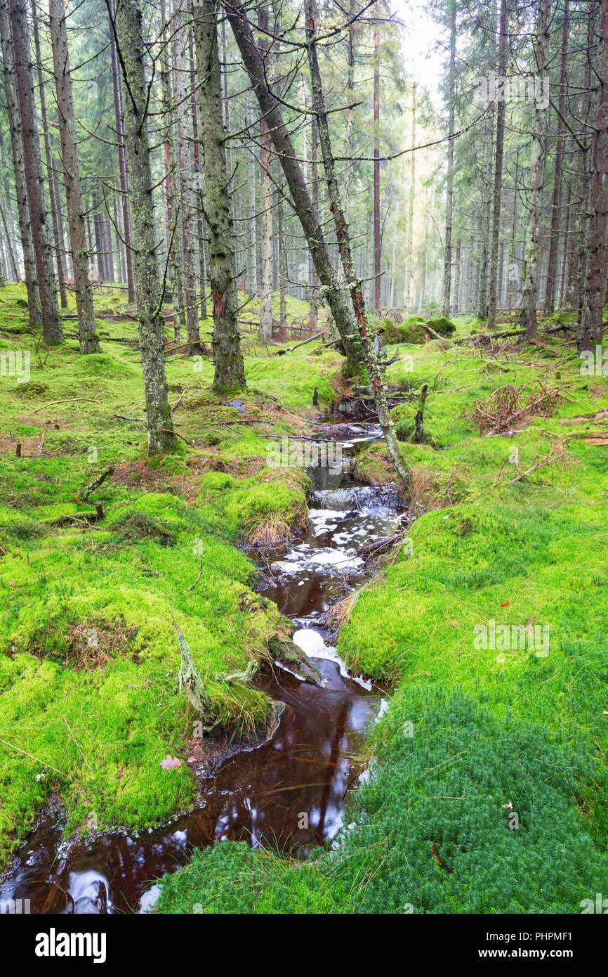 Small creek running through moss in woods Stock Photo - Alamy