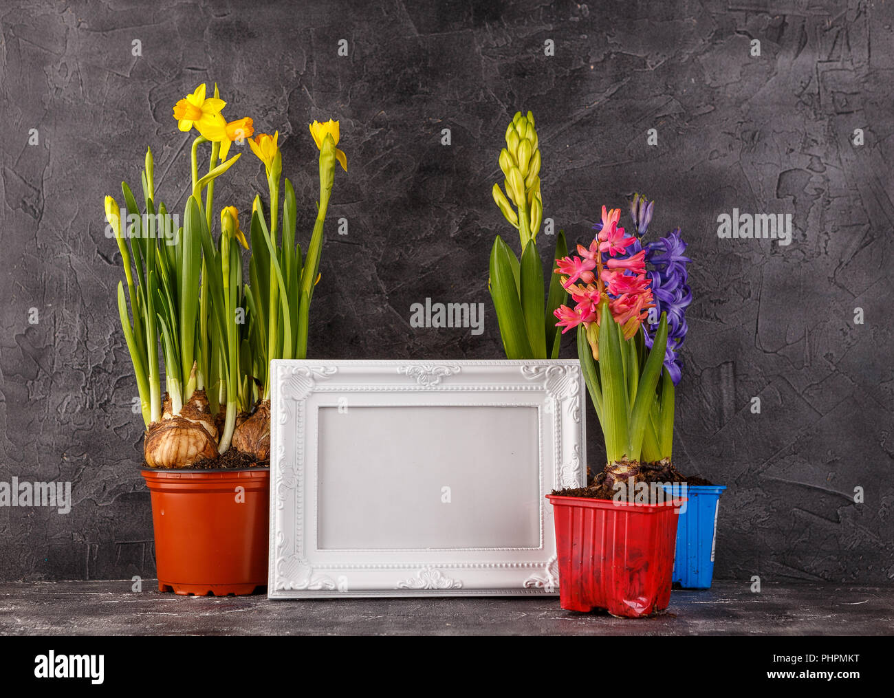 Spring flowers in pots Stock Photo - Alamy
