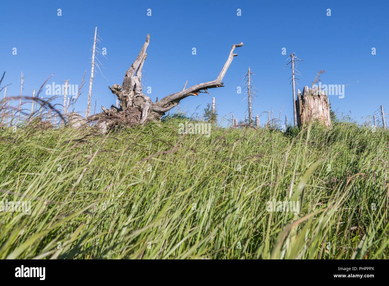 Landscape on the mountain of great Rachel in the Bavarian Forest ...