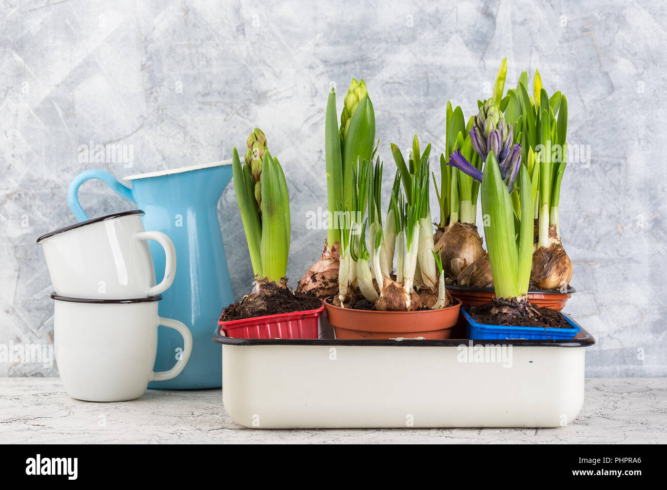 Growing bulb hi-res stock photography and images - Alamy