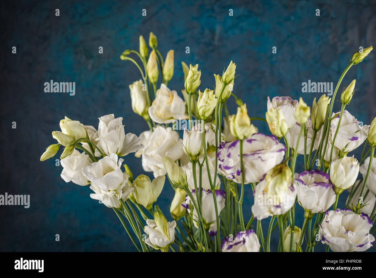 White eustoma flowers Stock Photo - Alamy