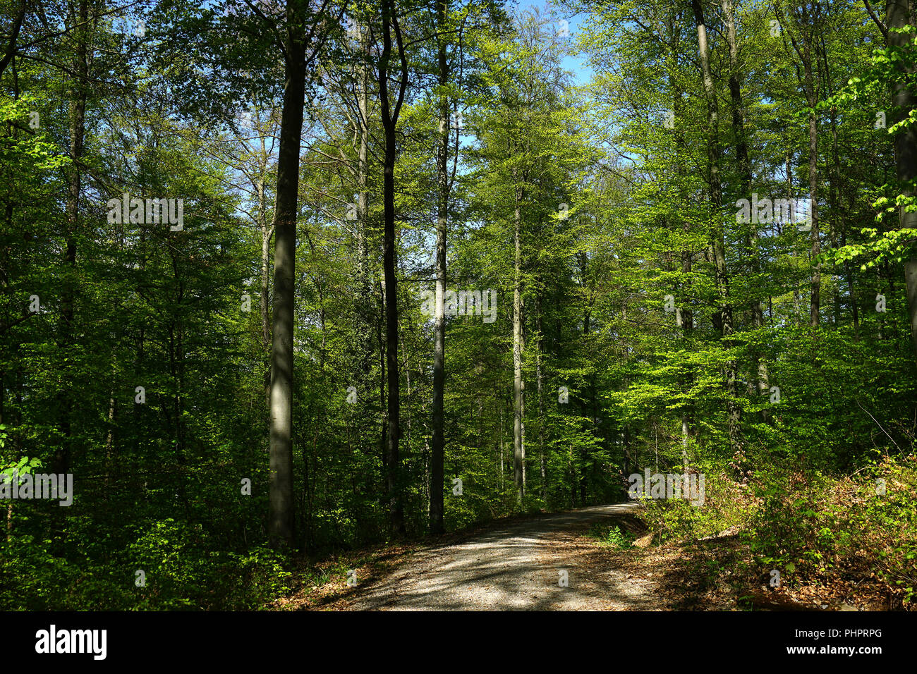 Springtime nature trail hi-res stock photography and images - Alamy