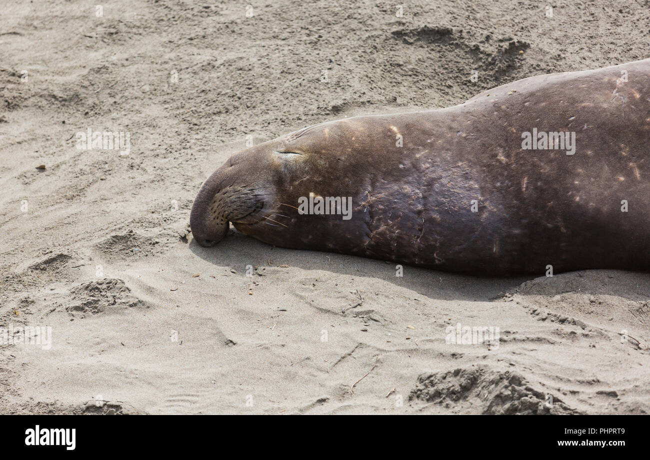 Sea elephant hi-res stock photography and images - Alamy