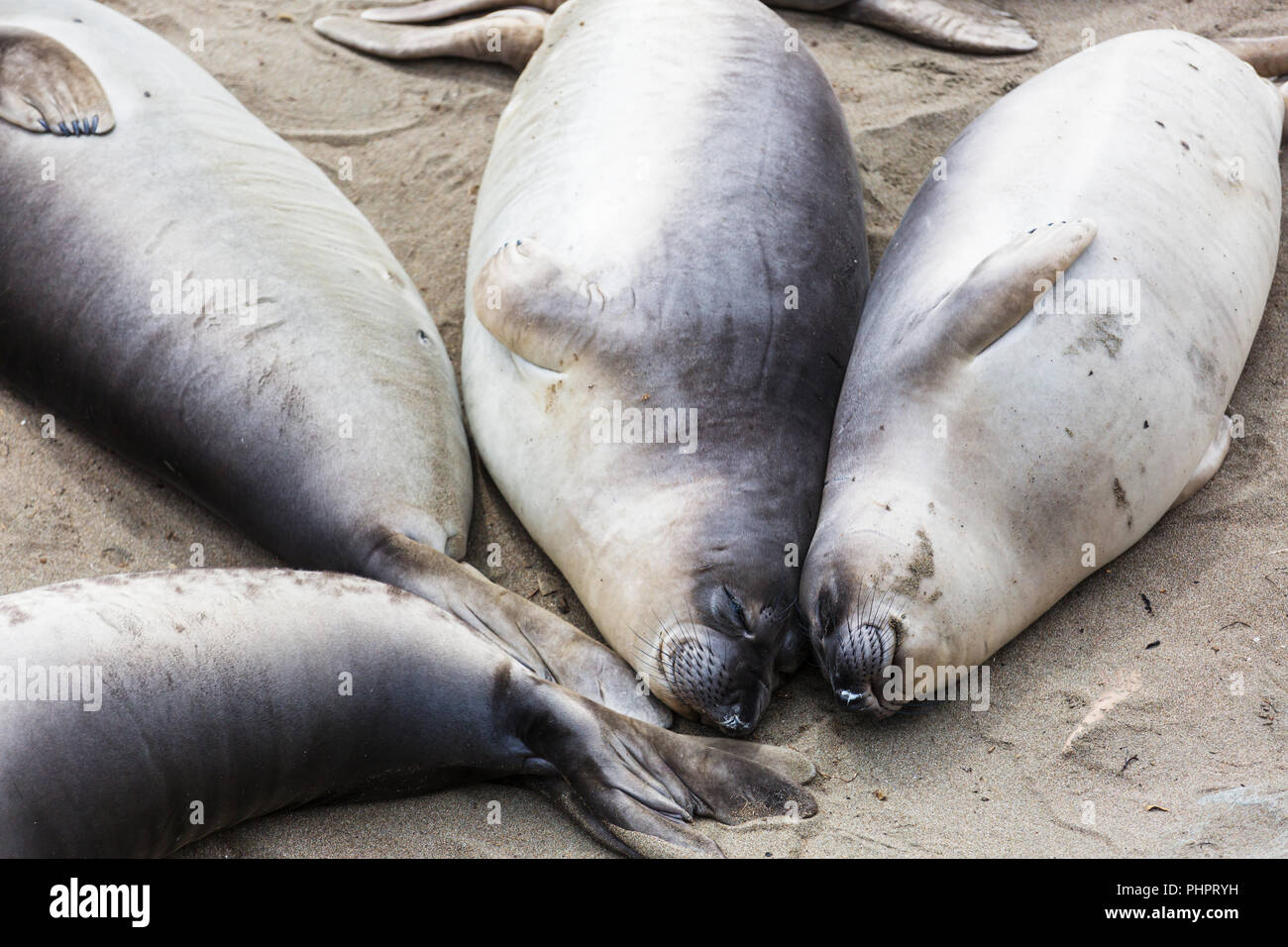 Sea elephant hi-res stock photography and images - Alamy