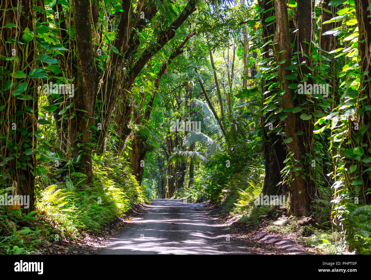 Road in jungle Stock Photo - Alamy