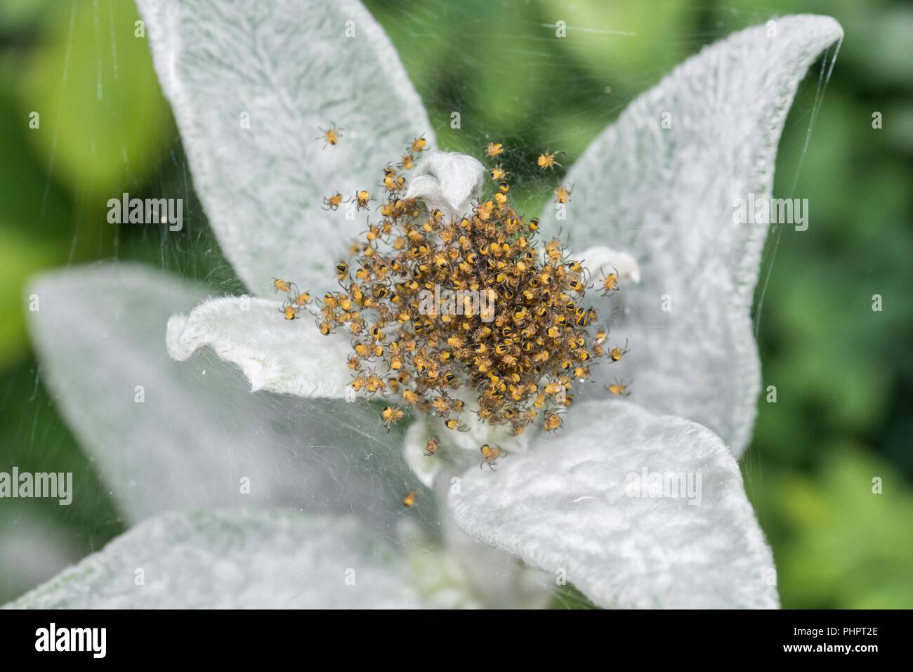 Baby spiders in nature hi-res stock photography and images - Alamy